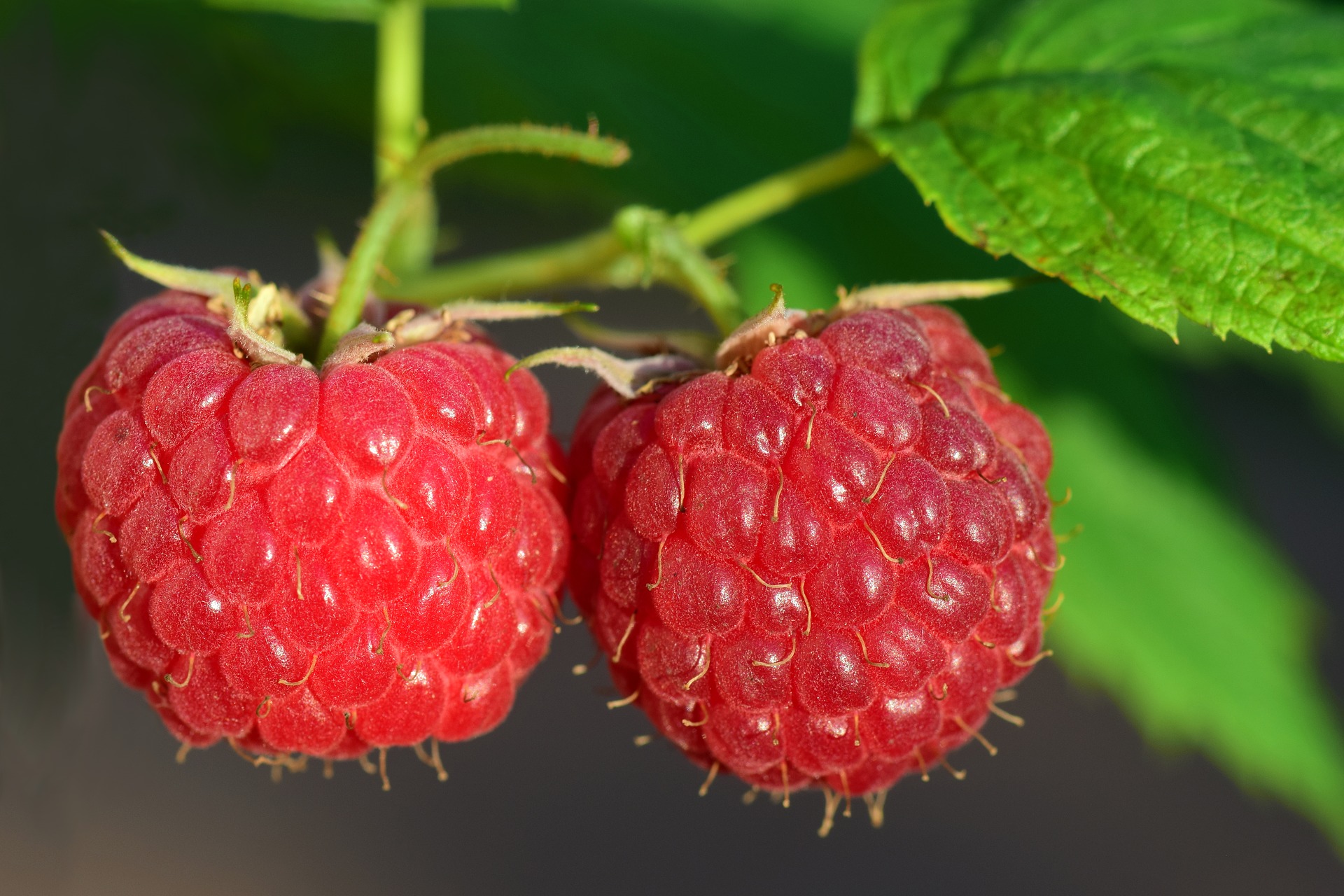 Raspberry: benefits | Meal Studio