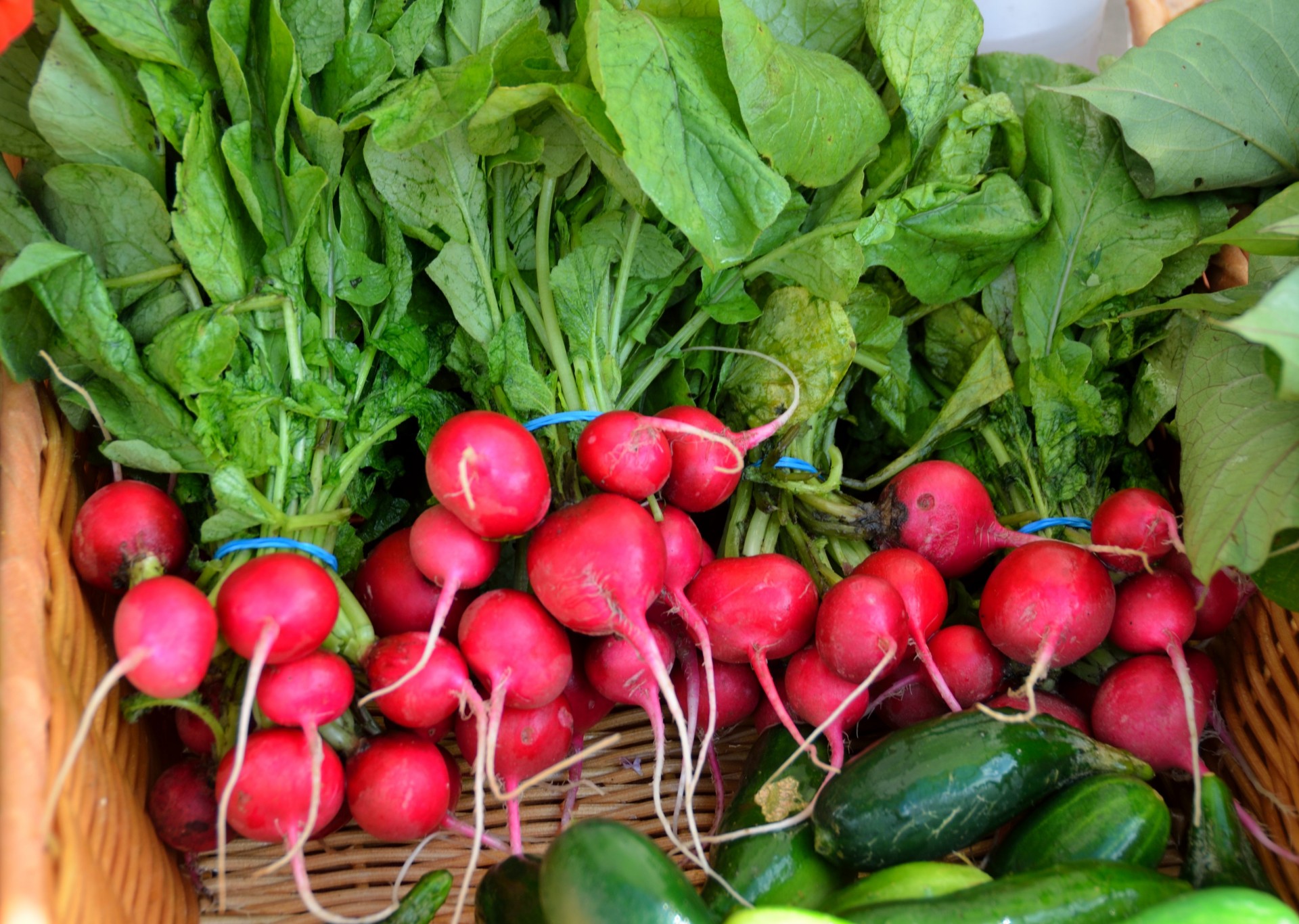 Red Radishes: Benefits you may not know | Meal Studio